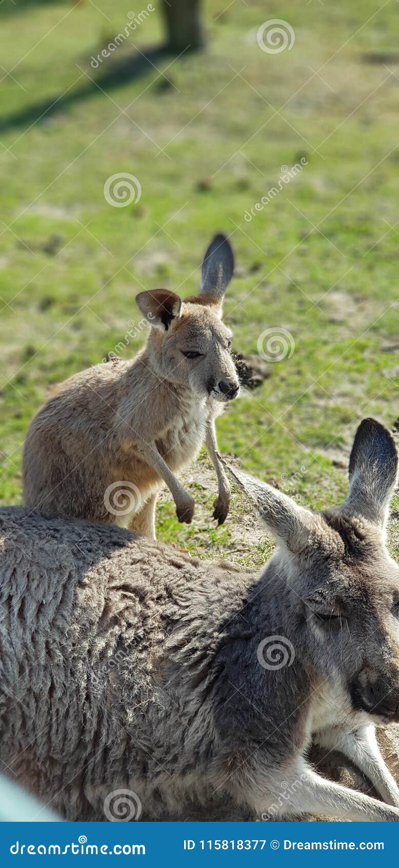 Kangoo stock image. Image of baby, nature, animal, kangoo - 115818377