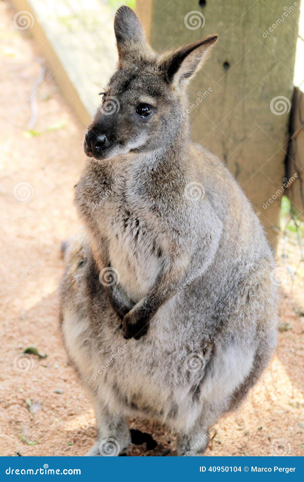 Kangoroo stock photo. Image of focus, macropus, bennet - 40950104