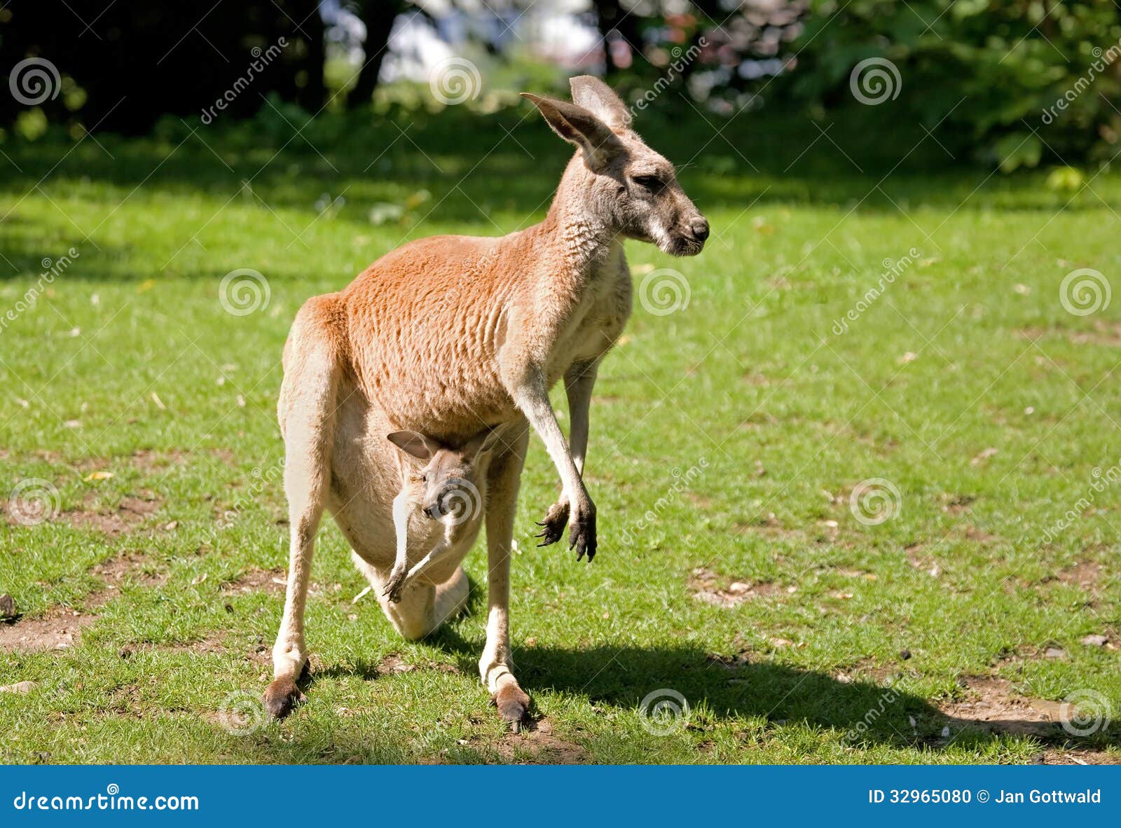Kangourou photo stock. Image du créature, grand, nature - 32965080