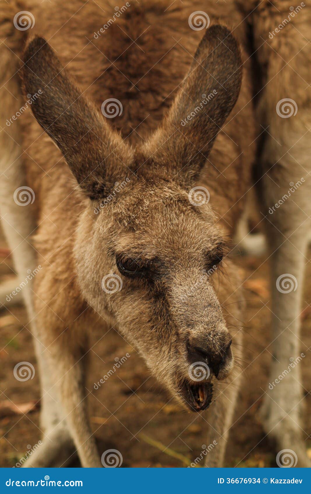 Kangourou photo stock. Image du mignon, australien, marsupial - 36676934