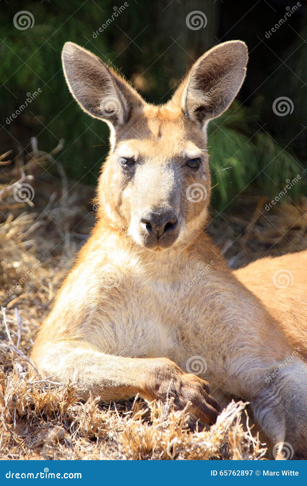 Kangourou, Australie image stock. Image du mammifère - 65762897