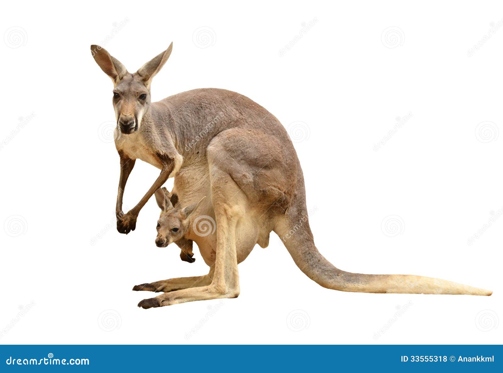 Kangourou d'isolement photo stock. Image du profil, animal - 33555318