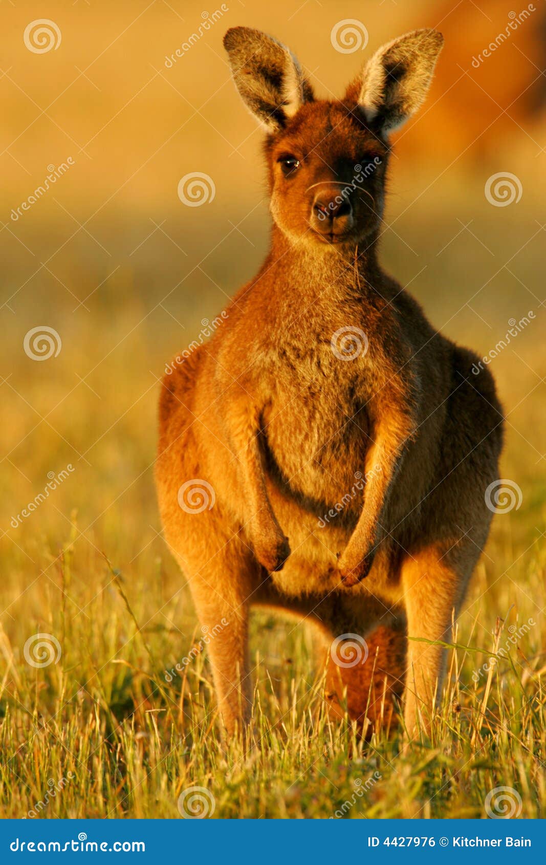 Kangourou gris occidental photo stock. Image du gris, faune - 4427976