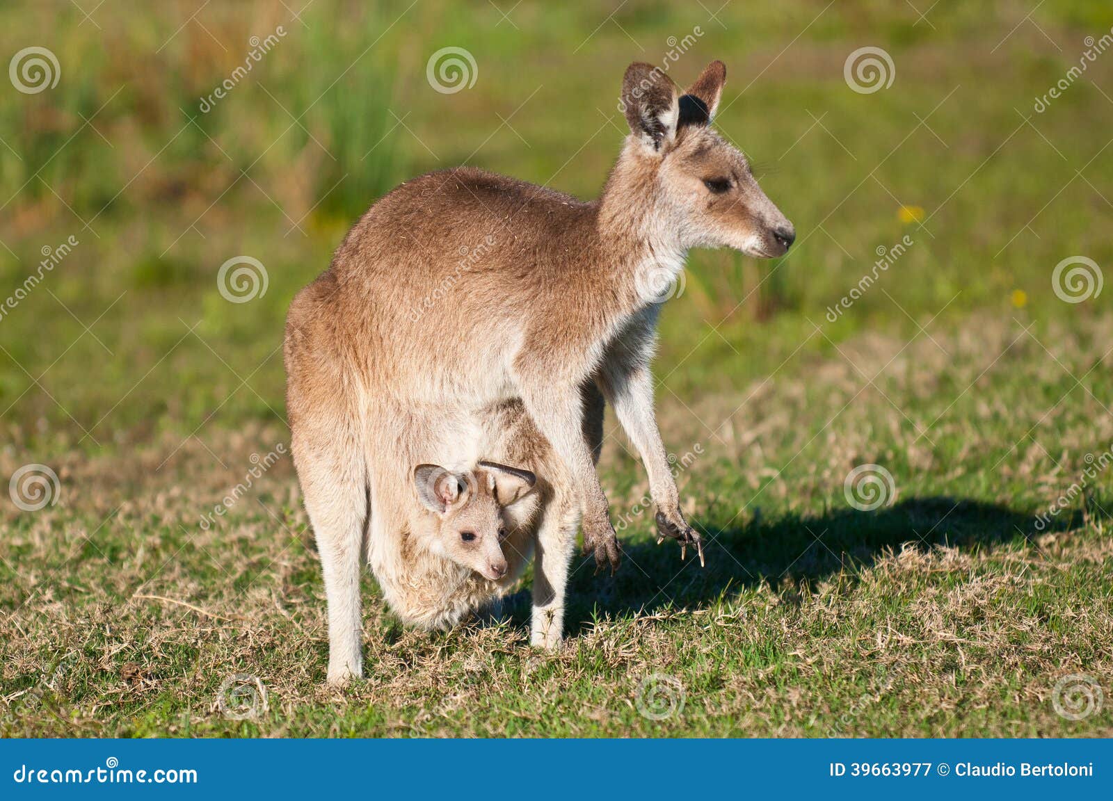Kangourous image stock. Image du poche, animal, femelle - 39663977