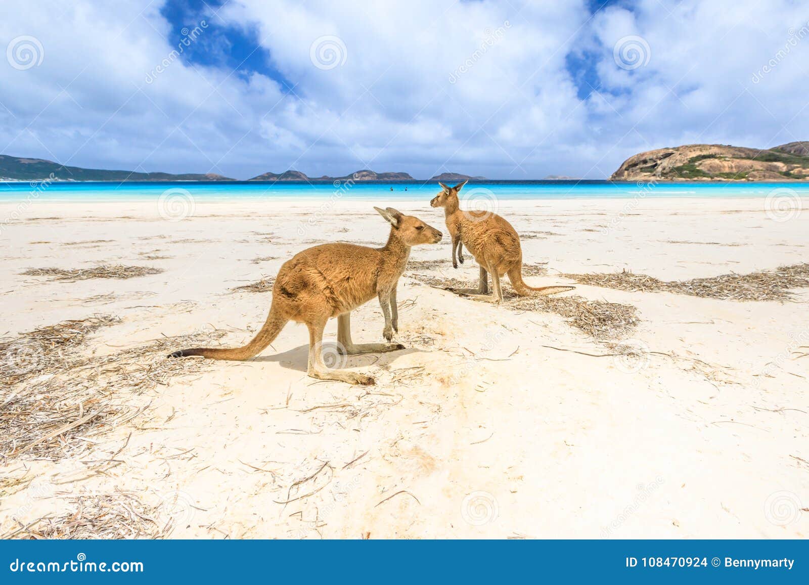 Kangourous chez Lucky Bay photo stock. Image du herbivore - 108470924