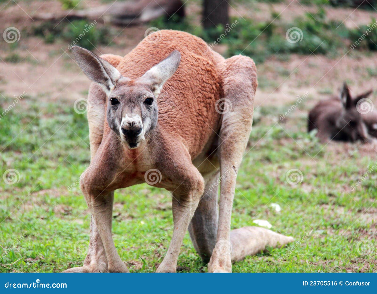 Kangroo foto de archivo. Imagen de australasian, fauna - 23705516