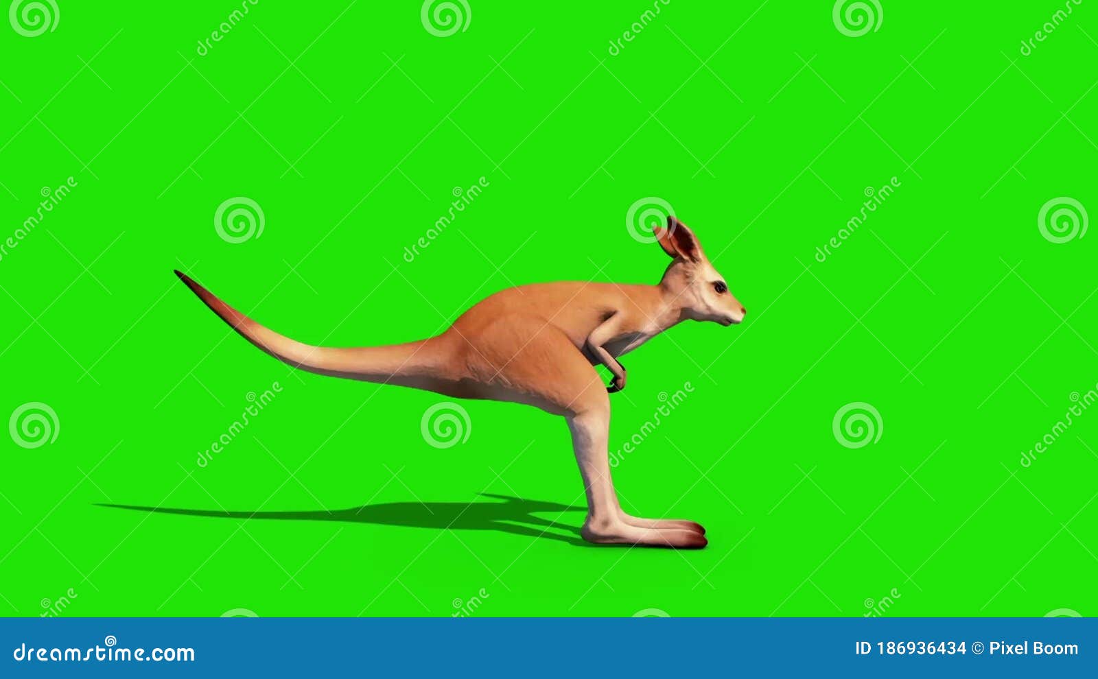 Kangroo Cartoons, Illustrations & Vector Stock Images - 32 Pictures to ...