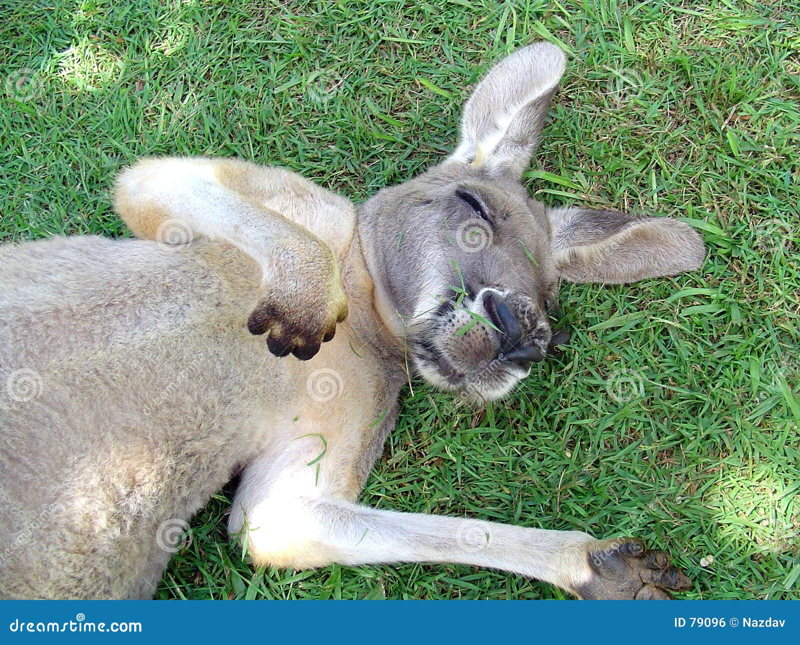 Kangura śpi zdjęcie stock. Obraz złożonej z zwierzę, kangur - 79096