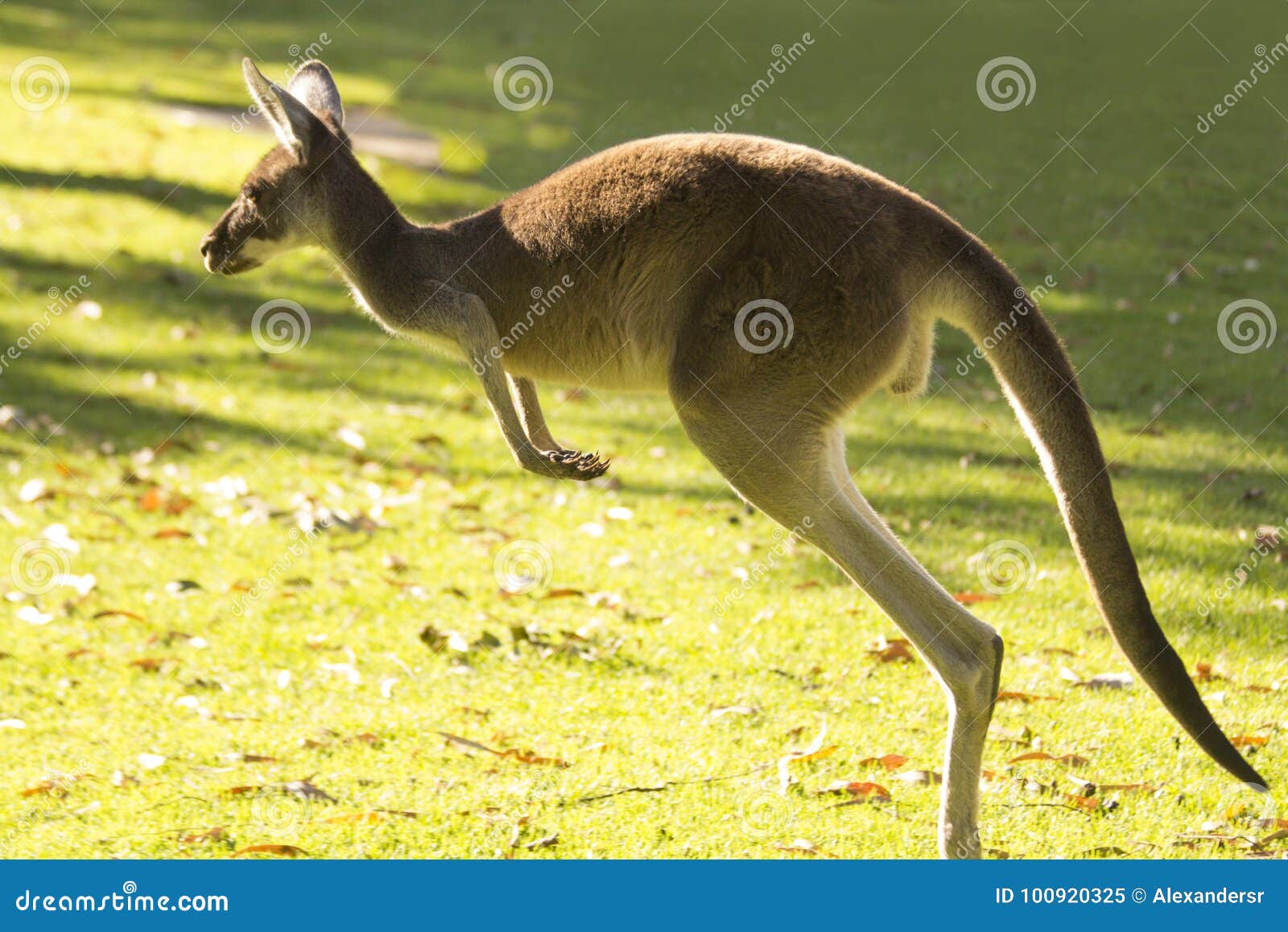 Kanguro Hermoso Al Aire Libre Perth Australia Agradable Imagen de ...