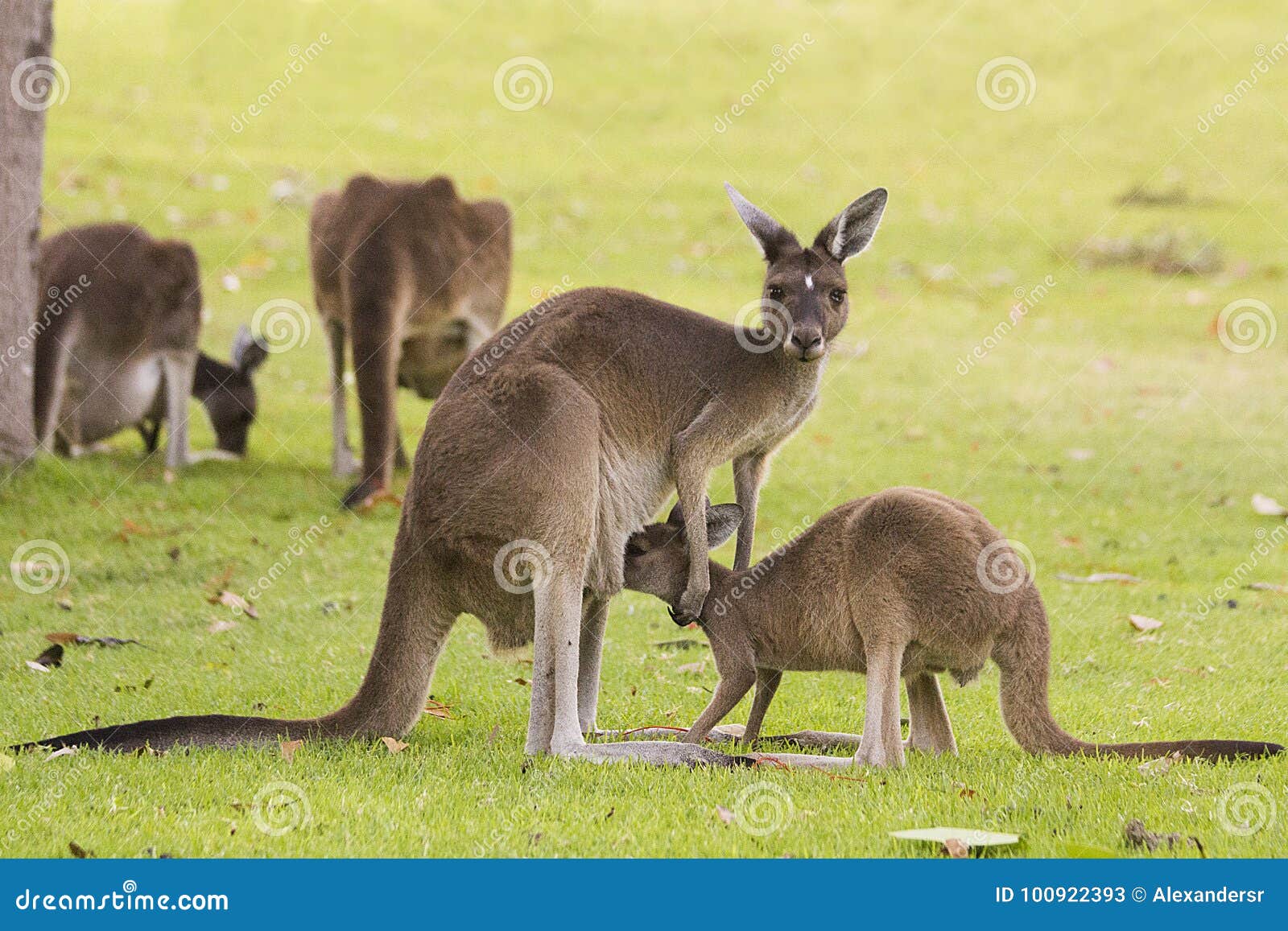 Kanguro Hermoso Al Aire Libre Perth Australia Agradable Imagen de ...