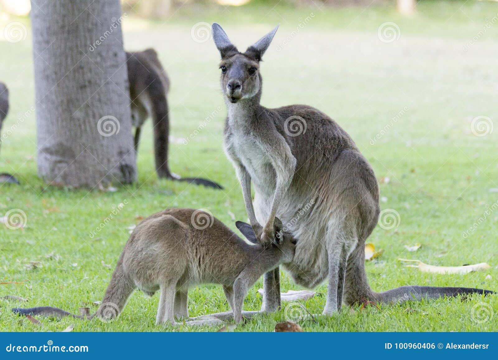 Kanguro Hermoso Al Aire Libre Perth Australia Agradable Foto de archivo ...