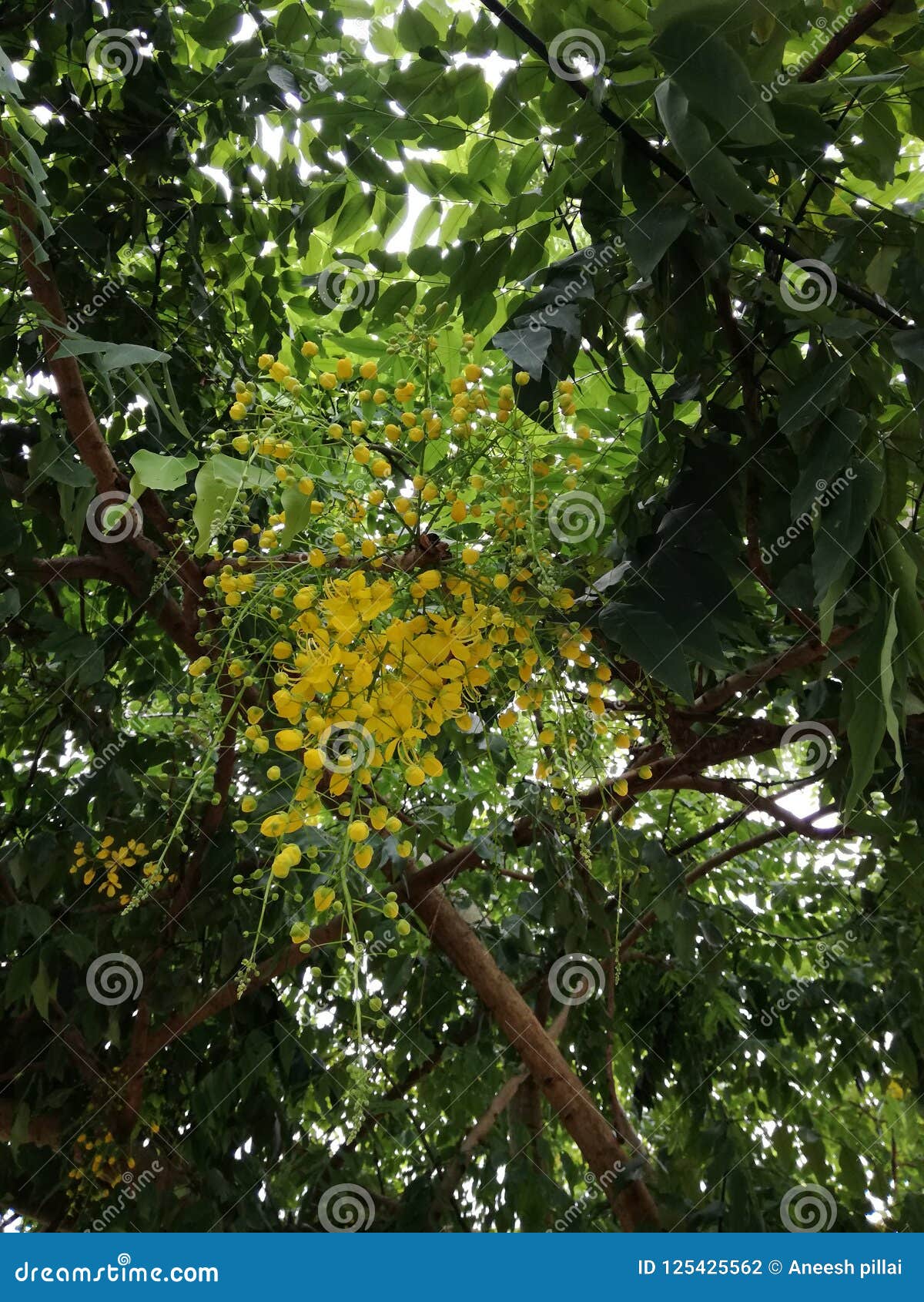 Vishnu stock photo. Image of click, vishnu, traditional - 125425562