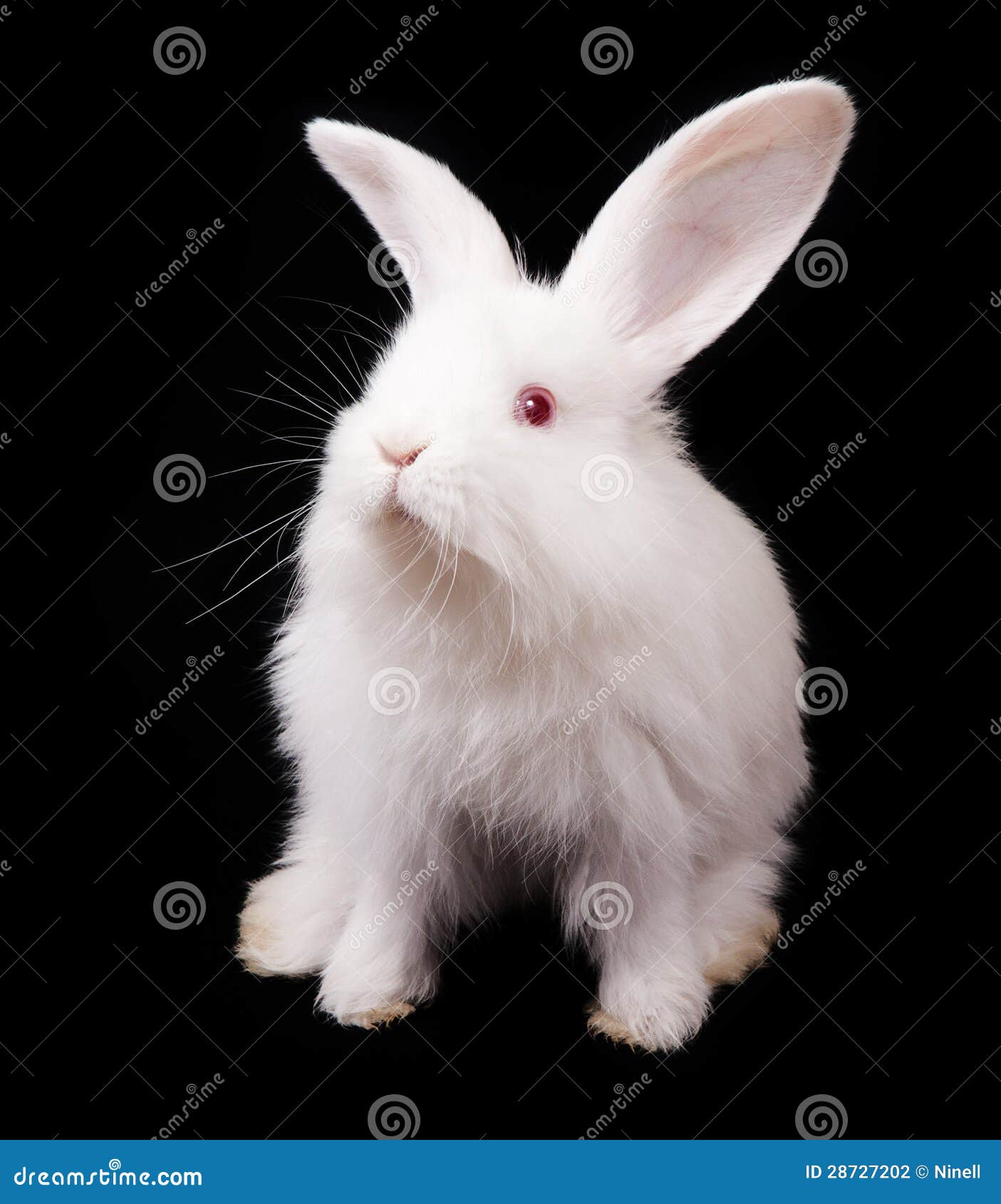 Kanin arkivfoto. Bild av däggdjur, kong, ludd, gulligt - 28727202
