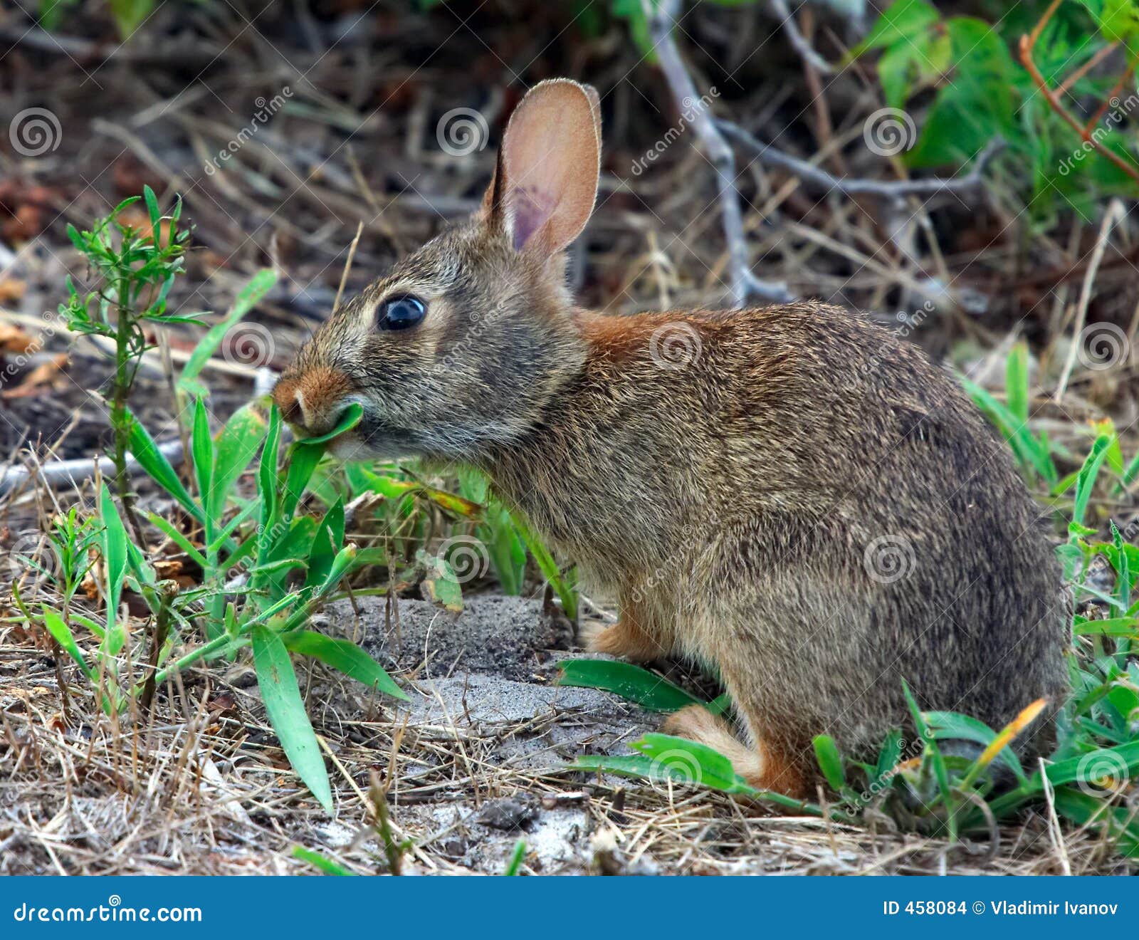 Kanin arkivfoto. Bild av kaniner, bomull, svan, dela, kanin - 458084