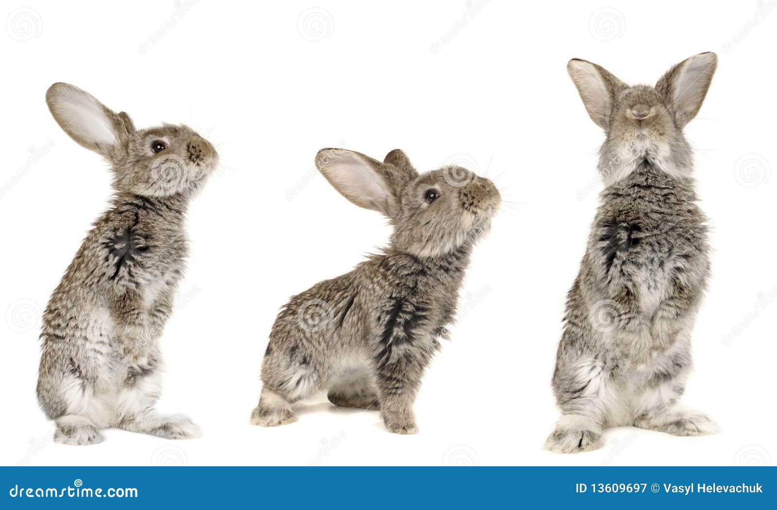Kaninchen mit drei Graun stockbild. Bild von flaumig - 13609697