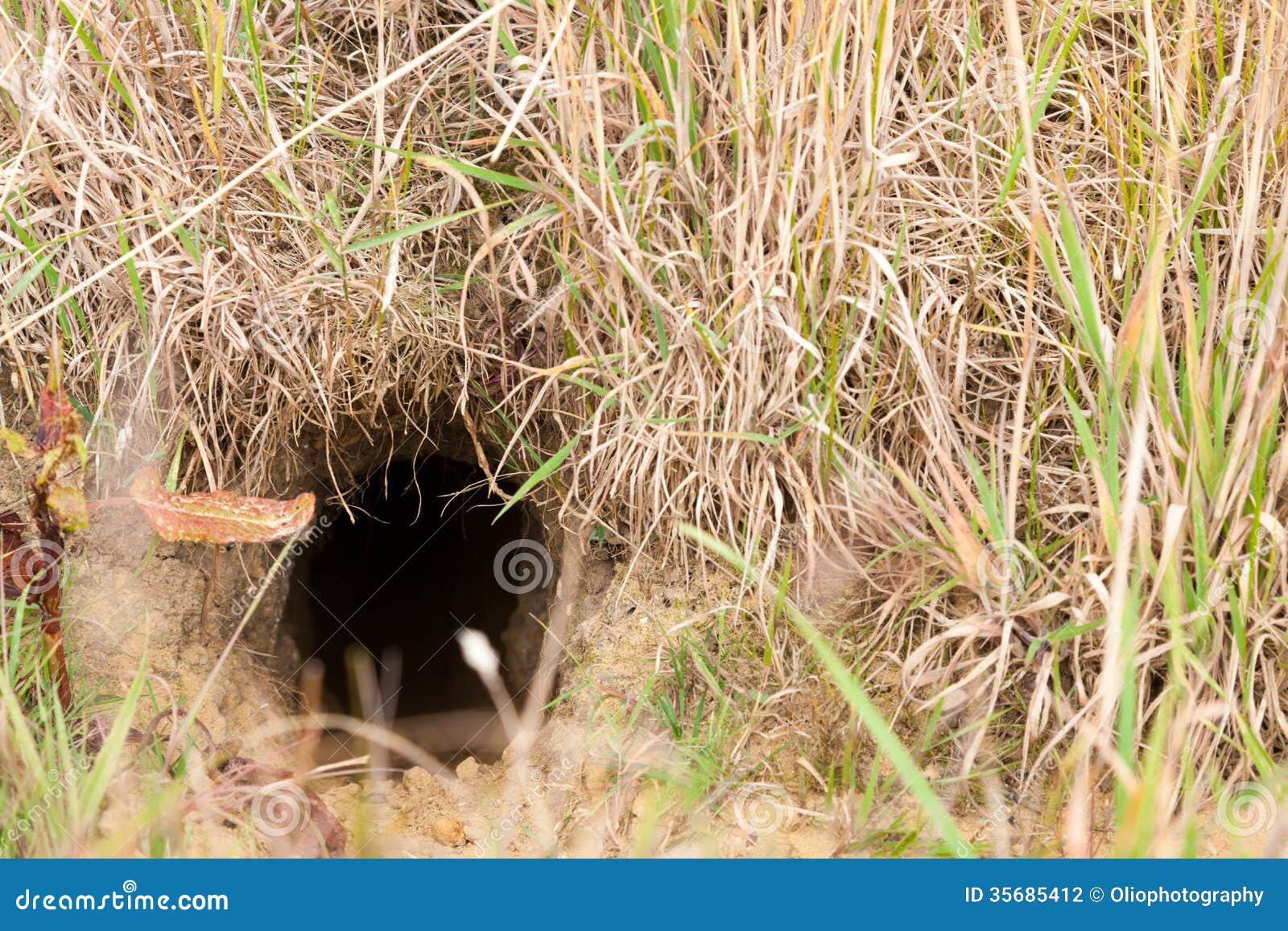 Kaninchenbau stockfoto. Bild von haupt, loch, höhle, gras - 35685412