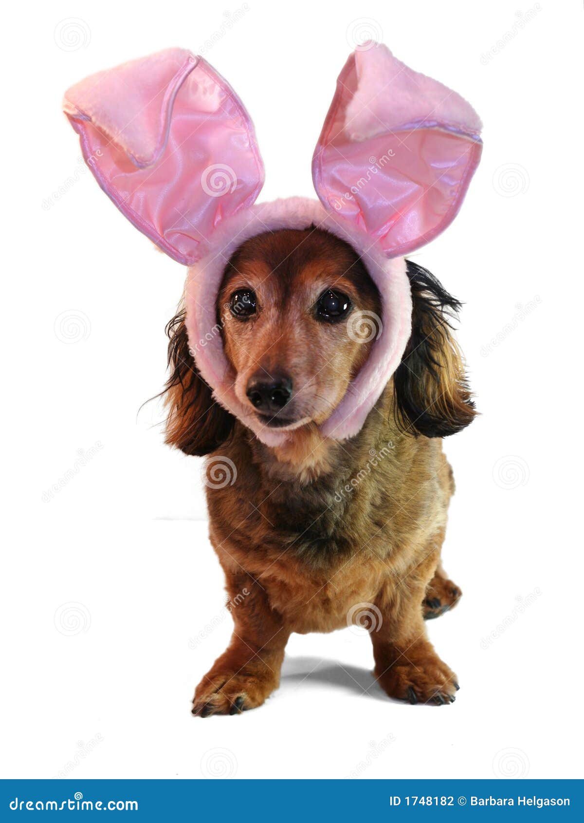 Kanintax easter arkivfoto. Bild av hund, medf8ort, papp - 1748182