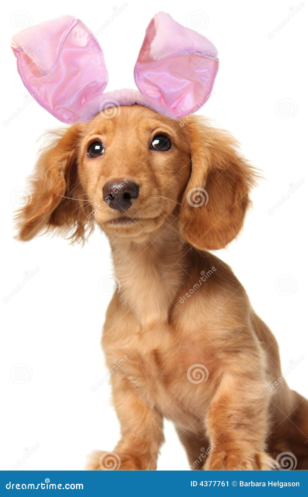 Kanintax easter fotografering för bildbyråer. Bild av gulligt - 4377761