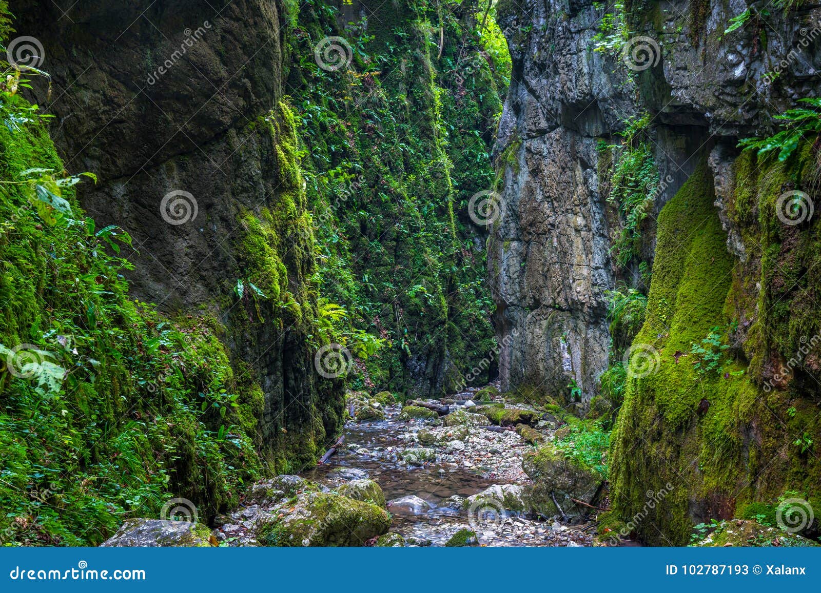 Kanjon med en flod fotografering för bildbyråer. Bild av kräm - 102787193
