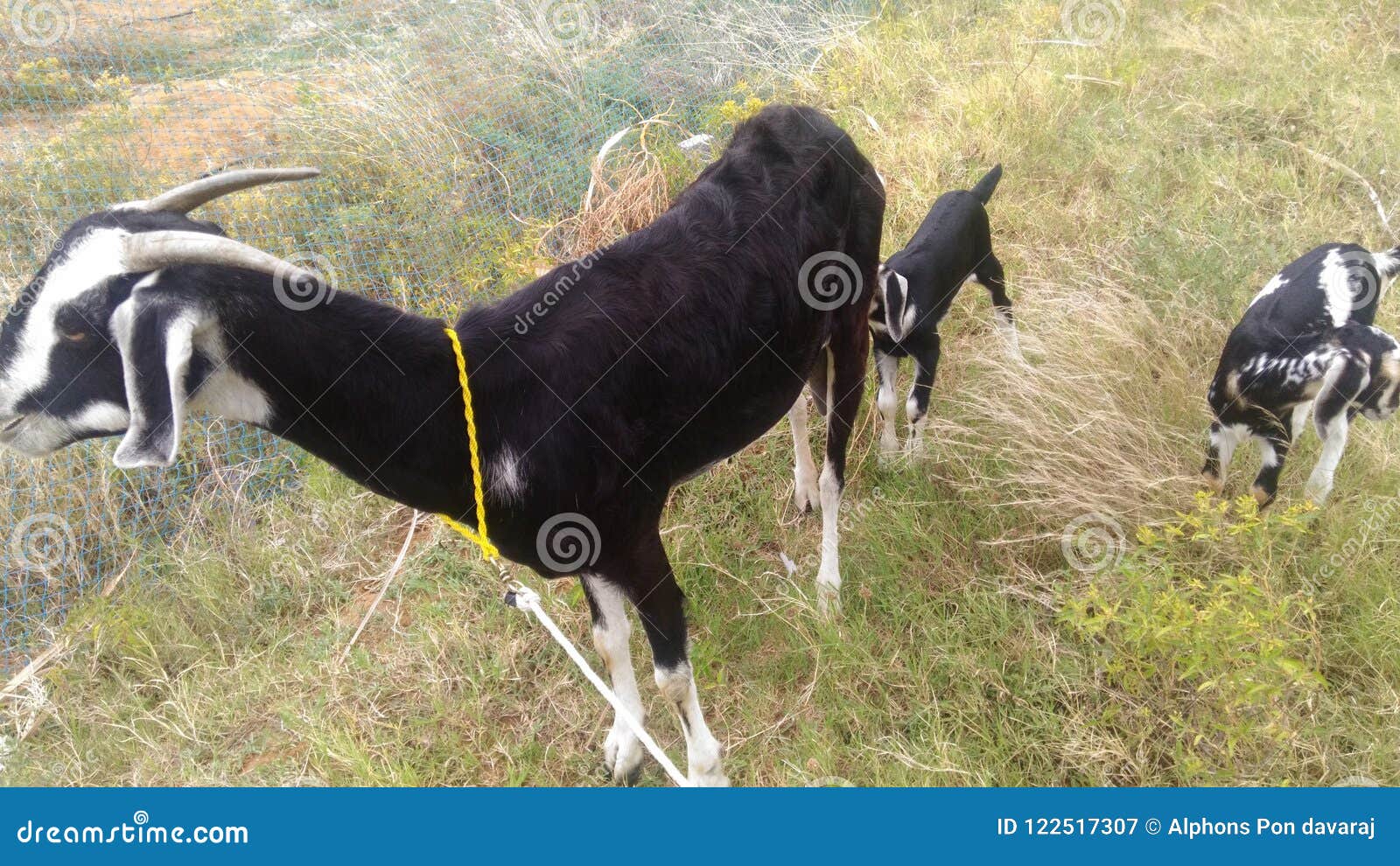 Kanni Goat stock image. Image of goat, native, kanni - 122517307