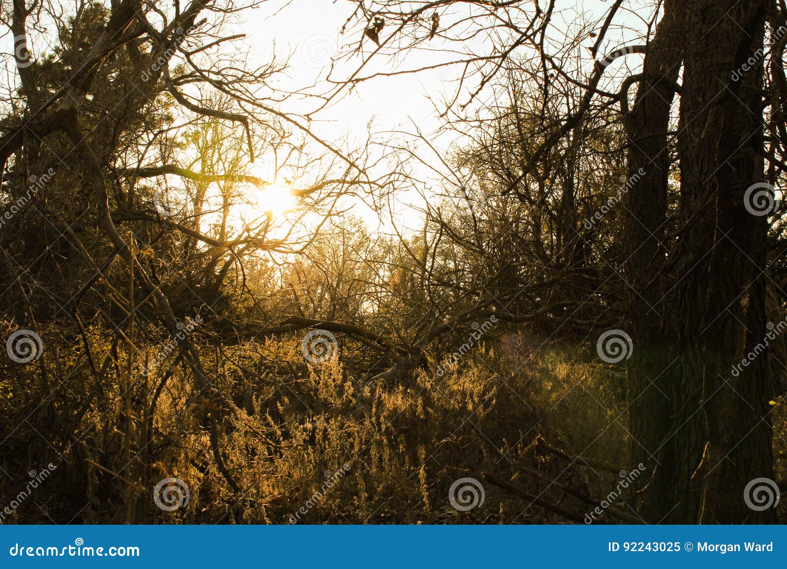 Kansas Nature stock image. Image of trees, plants, woods - 92243025
