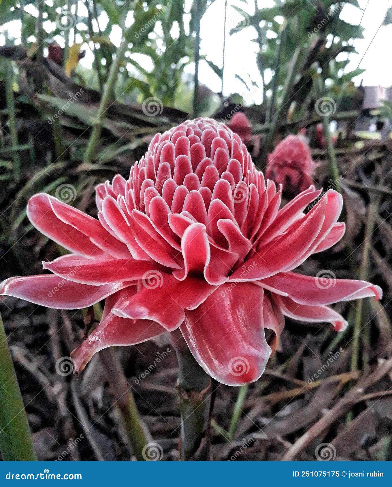 This is a kantan flower stock image. Image of nature - 251075175