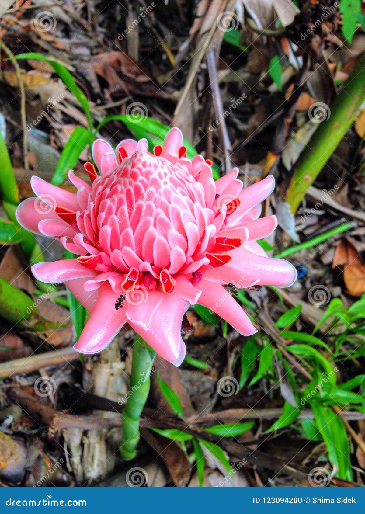 Kantan Flower stock photo. Image of flower, pink, kantan - 123094200