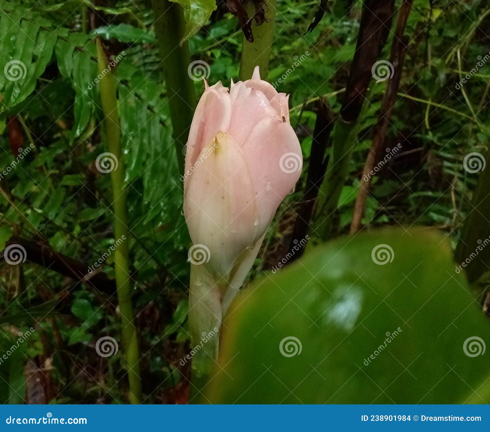 Kantan flowers stock photo. Image of leaf, petal, blossom - 238901984