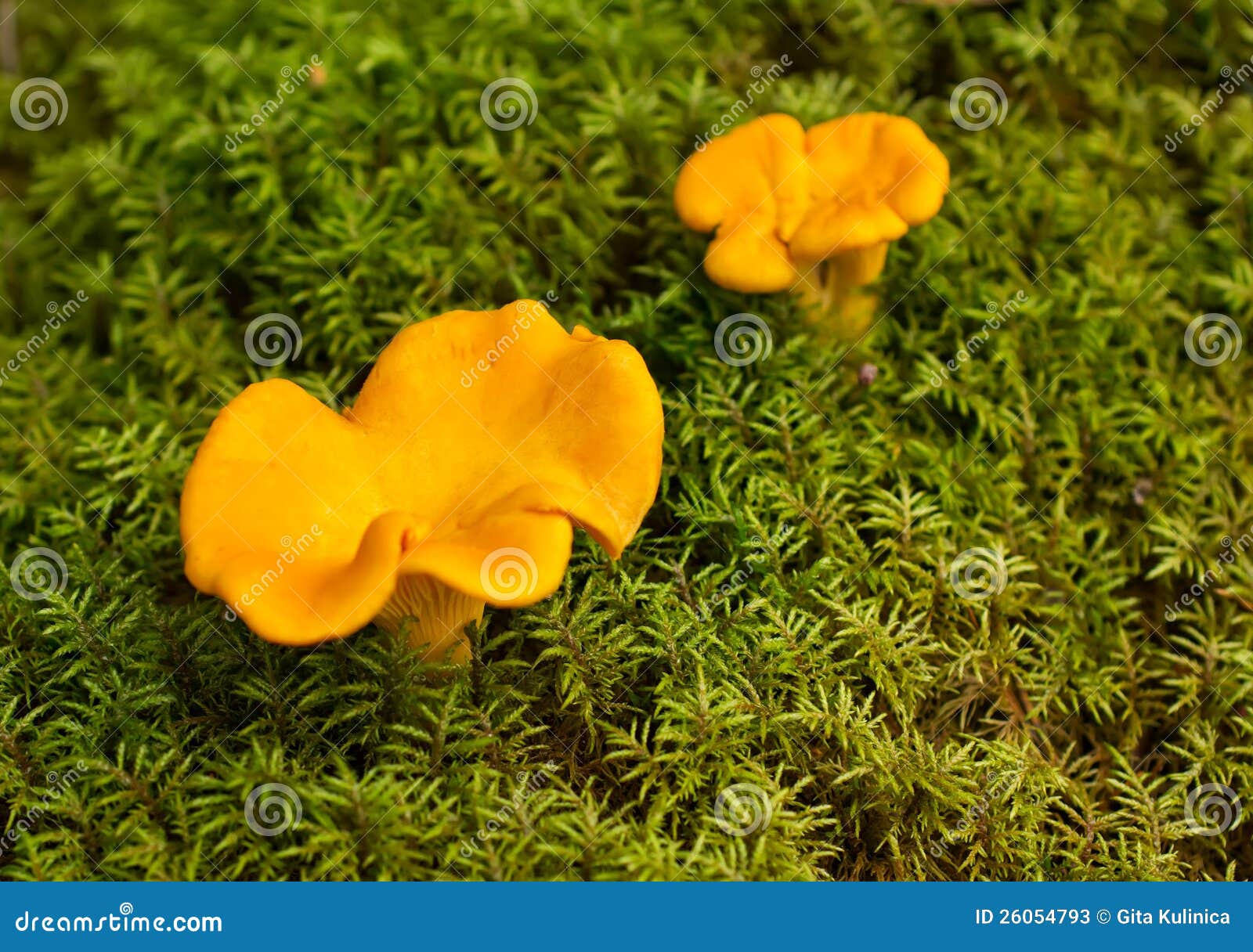 Kantarell. fotografering för bildbyråer. Bild av bild - 26054793