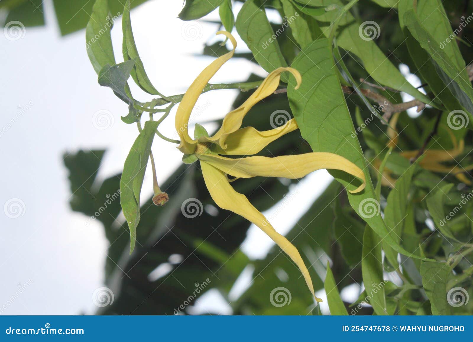 Kantil Flower Stock Photos - Free & Royalty-Free Stock Photos from ...