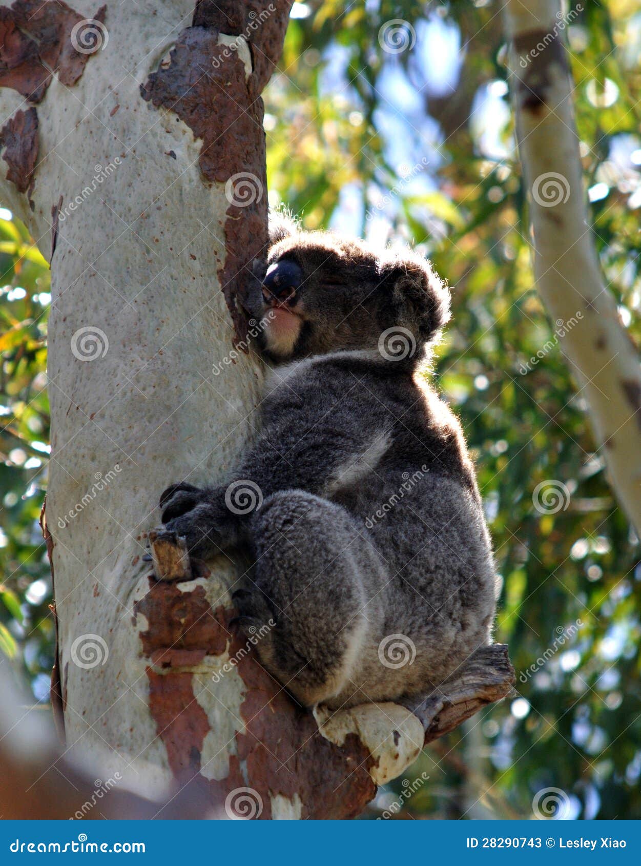 Kaola stock image. Image of sleeping, quiet, animals - 28290743