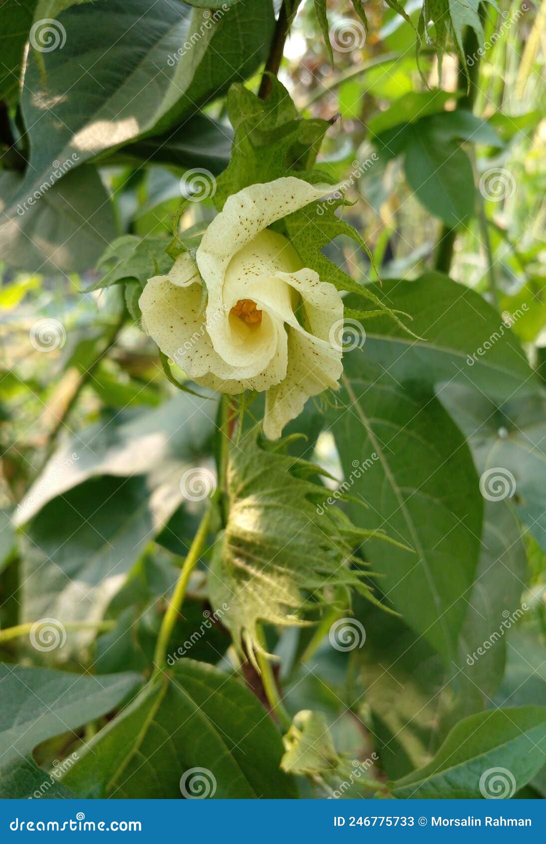 Kapas Cotton Flower Stock Photos - Free & Royalty-Free Stock Photos ...