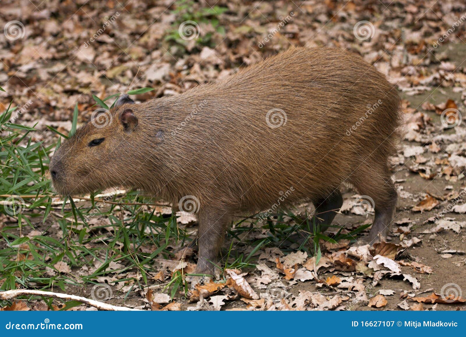 Kapibara stock image. Image of wildlife, mammal, forest - 16627107