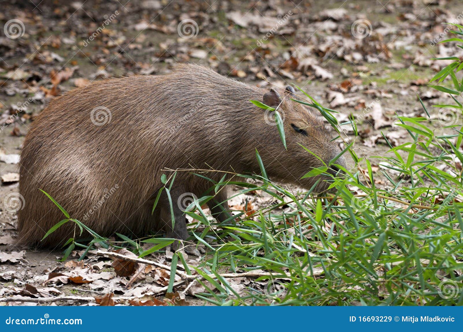 Kapibara stock image. Image of fall, eating, forest, rodent - 16693229