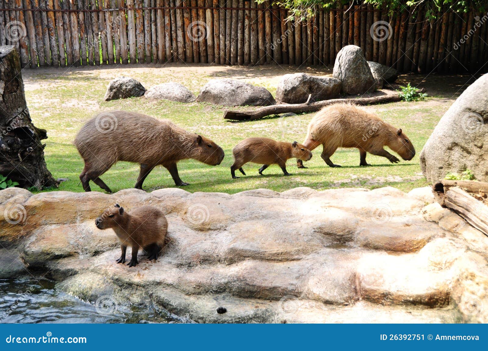 Kapibara stock image. Image of wildlife, close, wild - 26392751