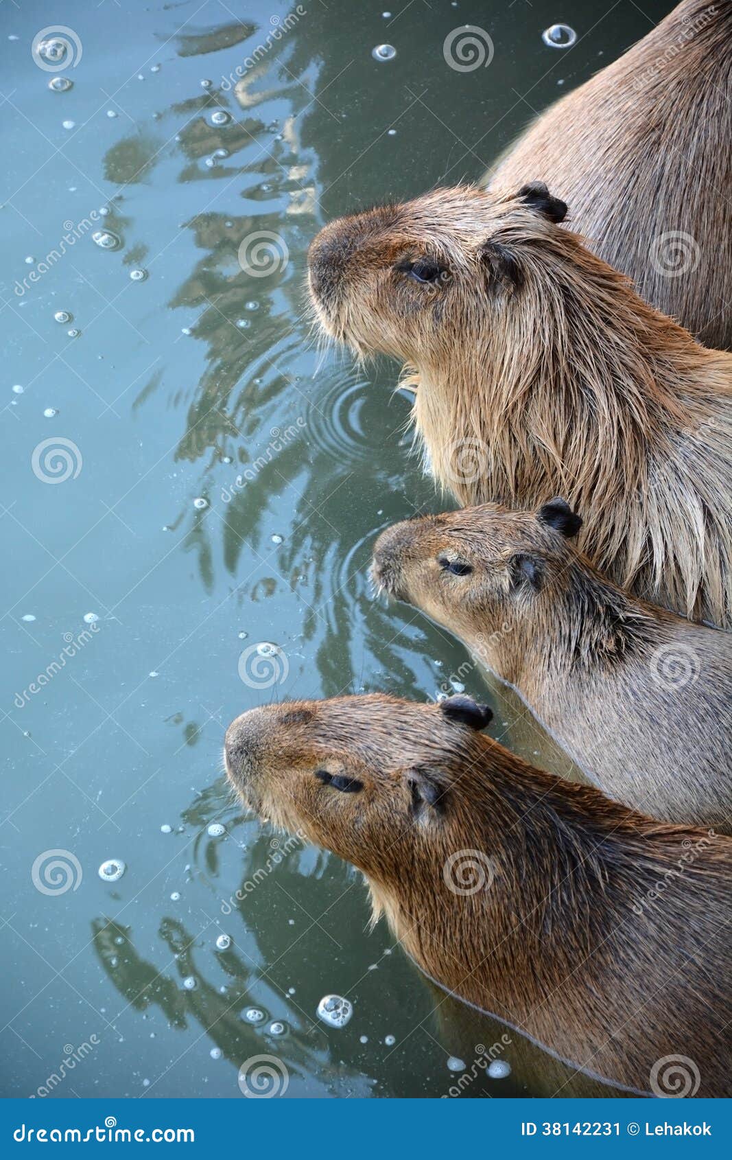 Kapibara family stock image. Image of furry, capibara - 38142231