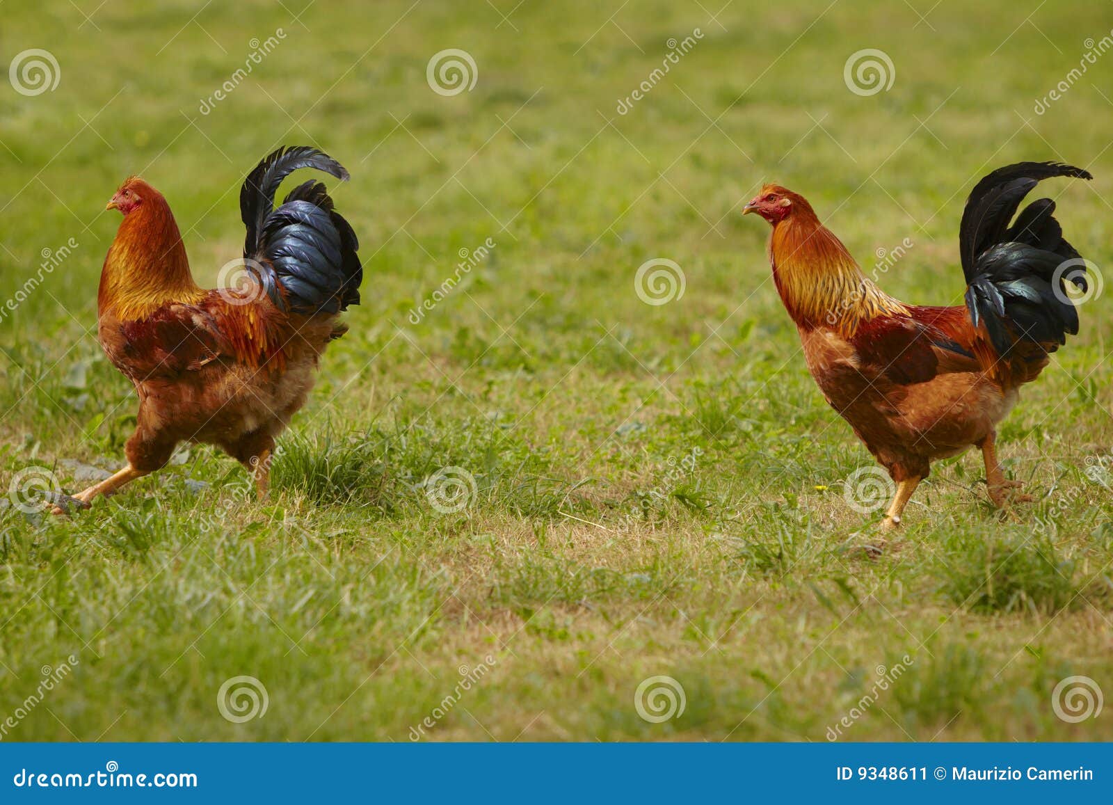 Kapoen twee stock afbeelding. Image of mannetje, groot - 9348611