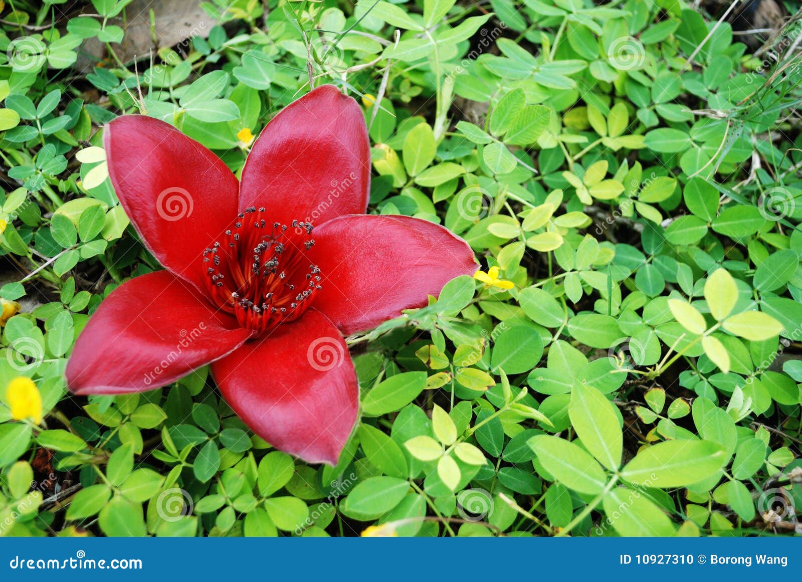 Kapok stock photo. Image of bombax, park, country, flower - 10927310
