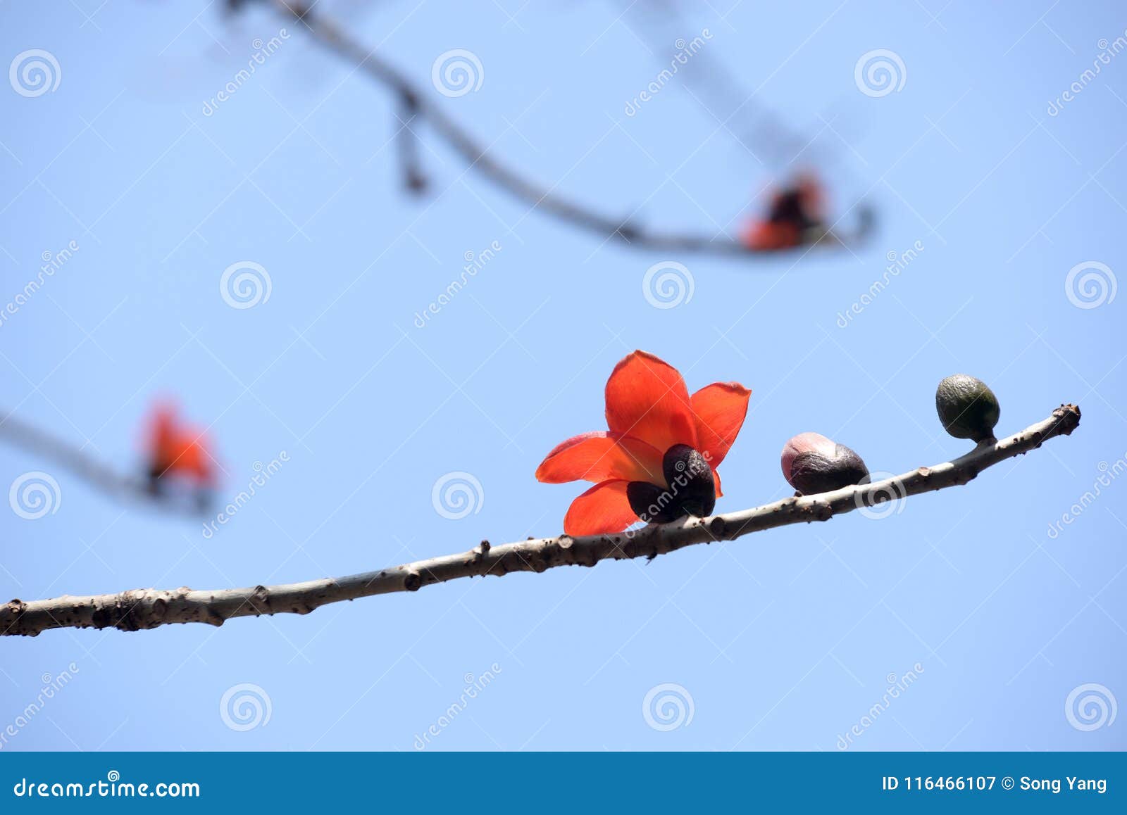 Apok Stock Photos - Free & Royalty-Free Stock Photos from Dreamstime