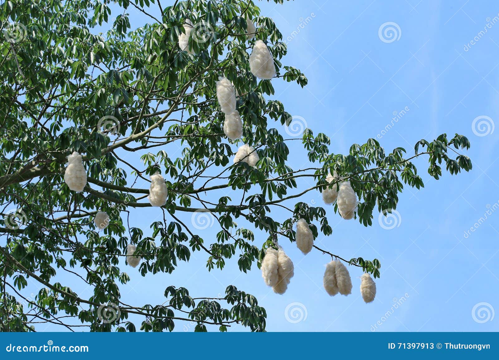 Kapok Cotton Fruit on the Tree Branch Stock Image - Image of summer ...