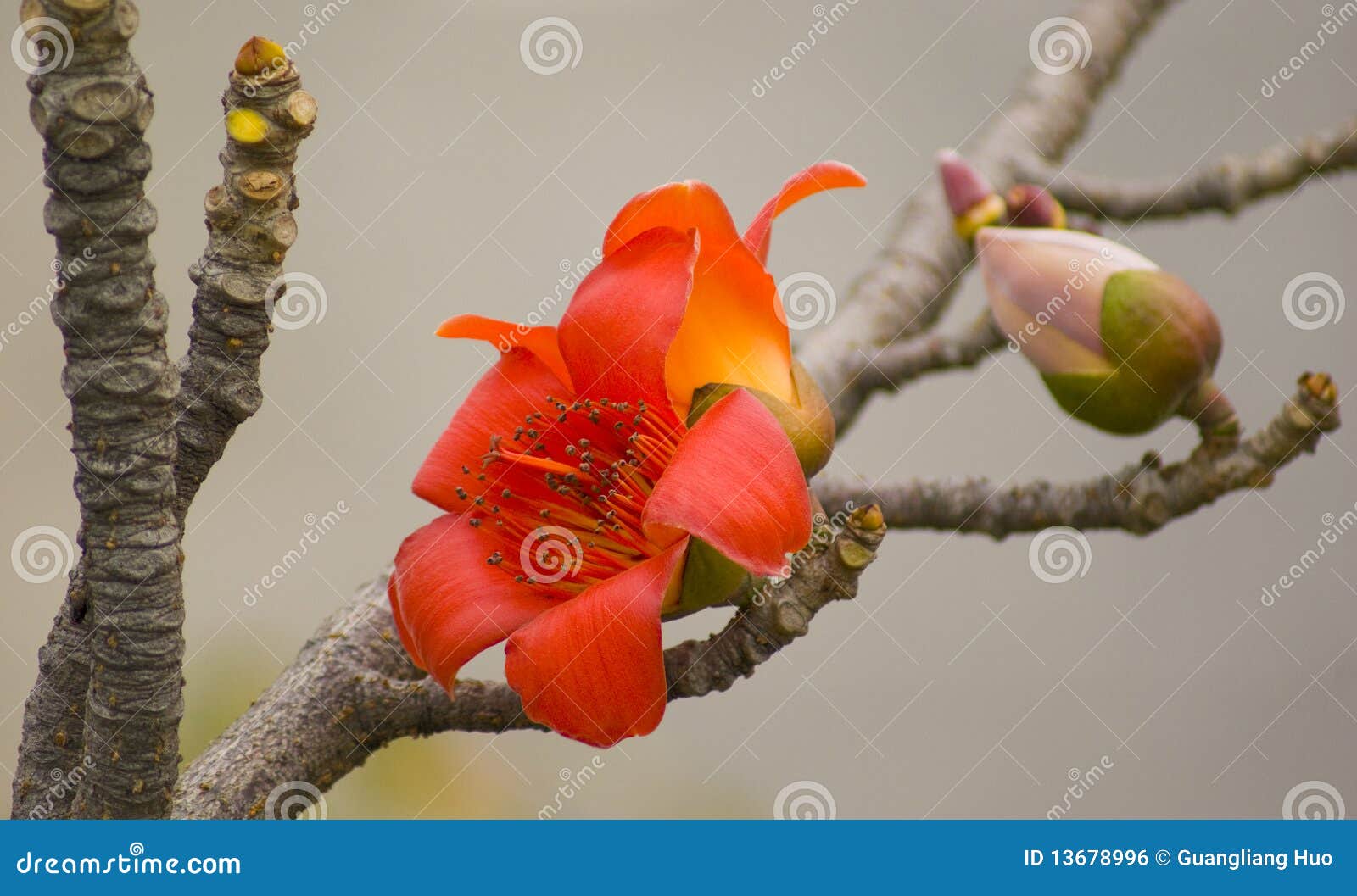 The kapok flowers stock photo. Image of closeup, detail - 13678996