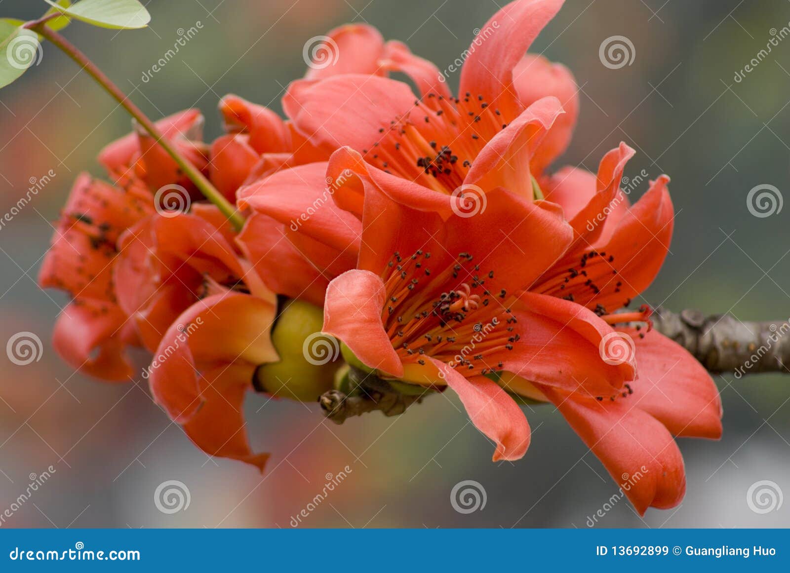 The kapok flowers stock image. Image of flowers, tropical - 13692899