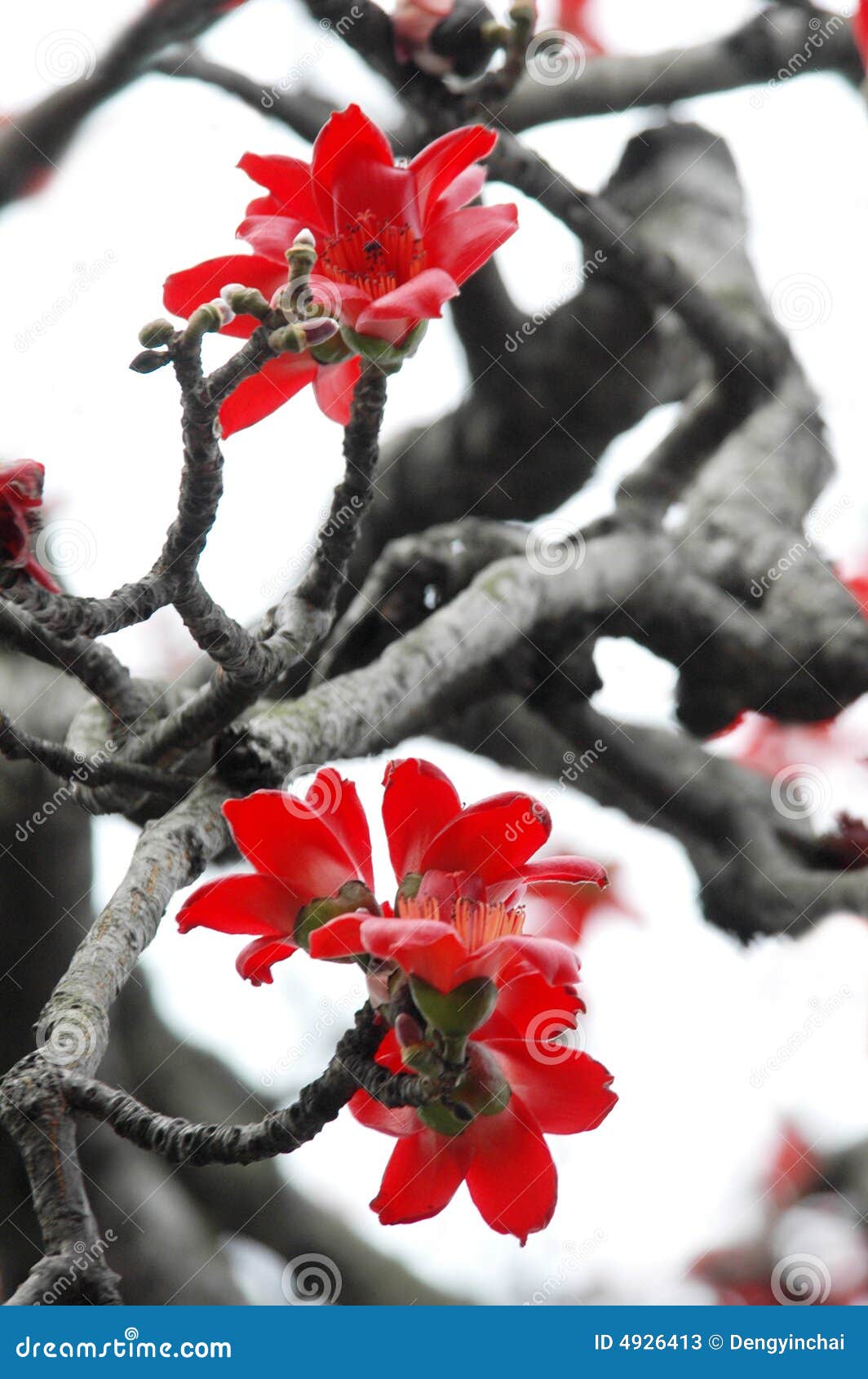 The kapok flowers stock image. Image of tree, spring, crimson - 4926413