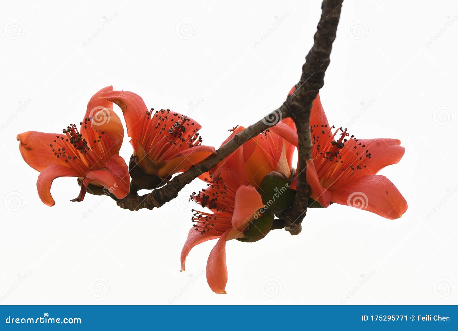 Kapok Flowers in Full Bloom in Spring Stock Image - Image of branch ...