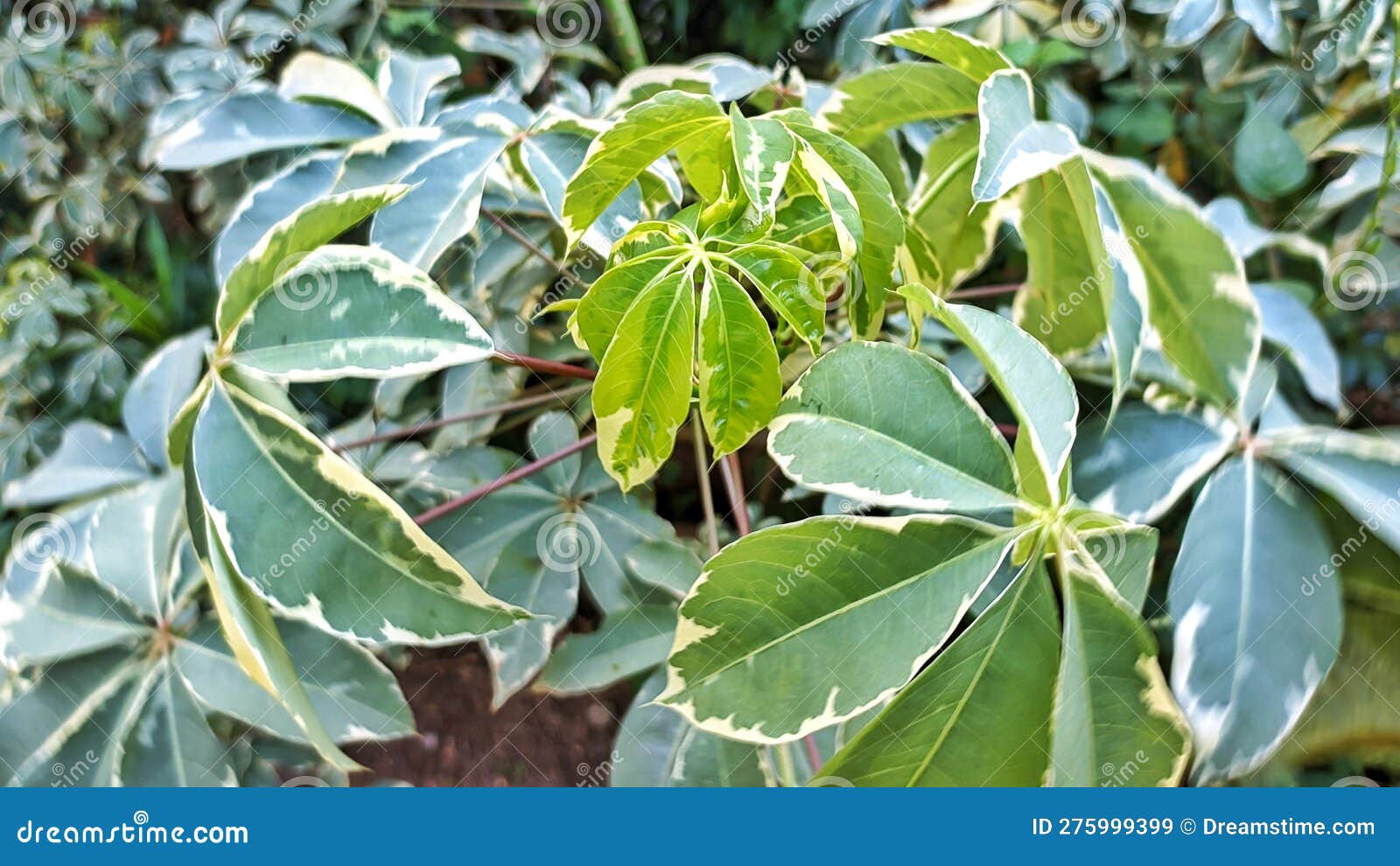 Kapok Randu is a Species of Ceiba Pentandra Stock Image - Image of ...