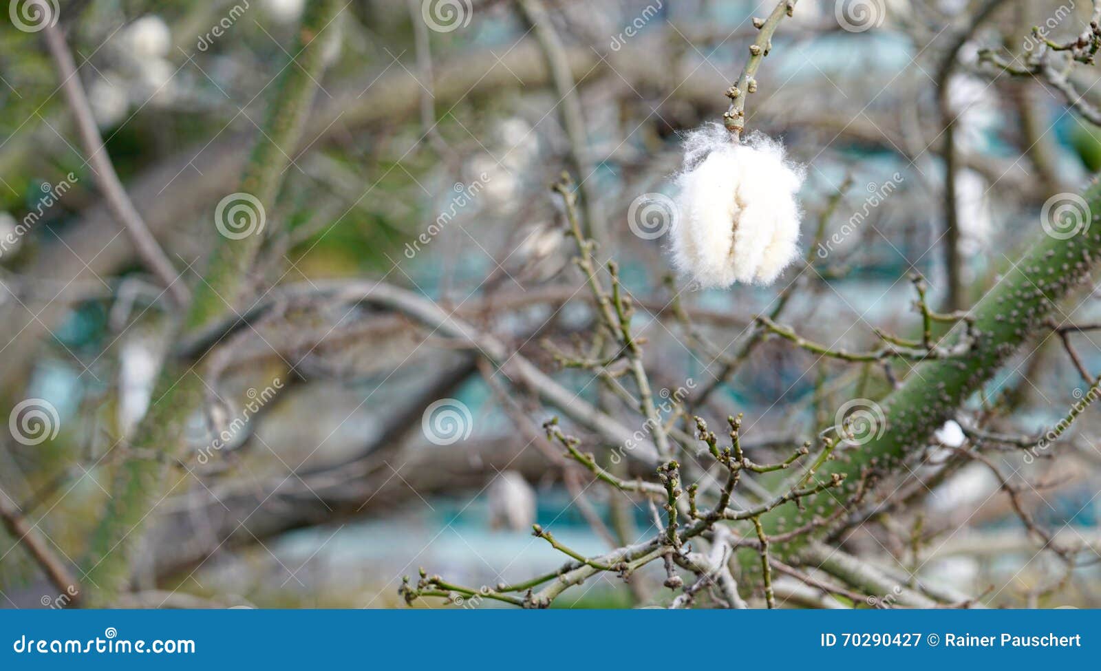 Kapok seeds stock image. Image of tree, pods, plant, white - 70290427