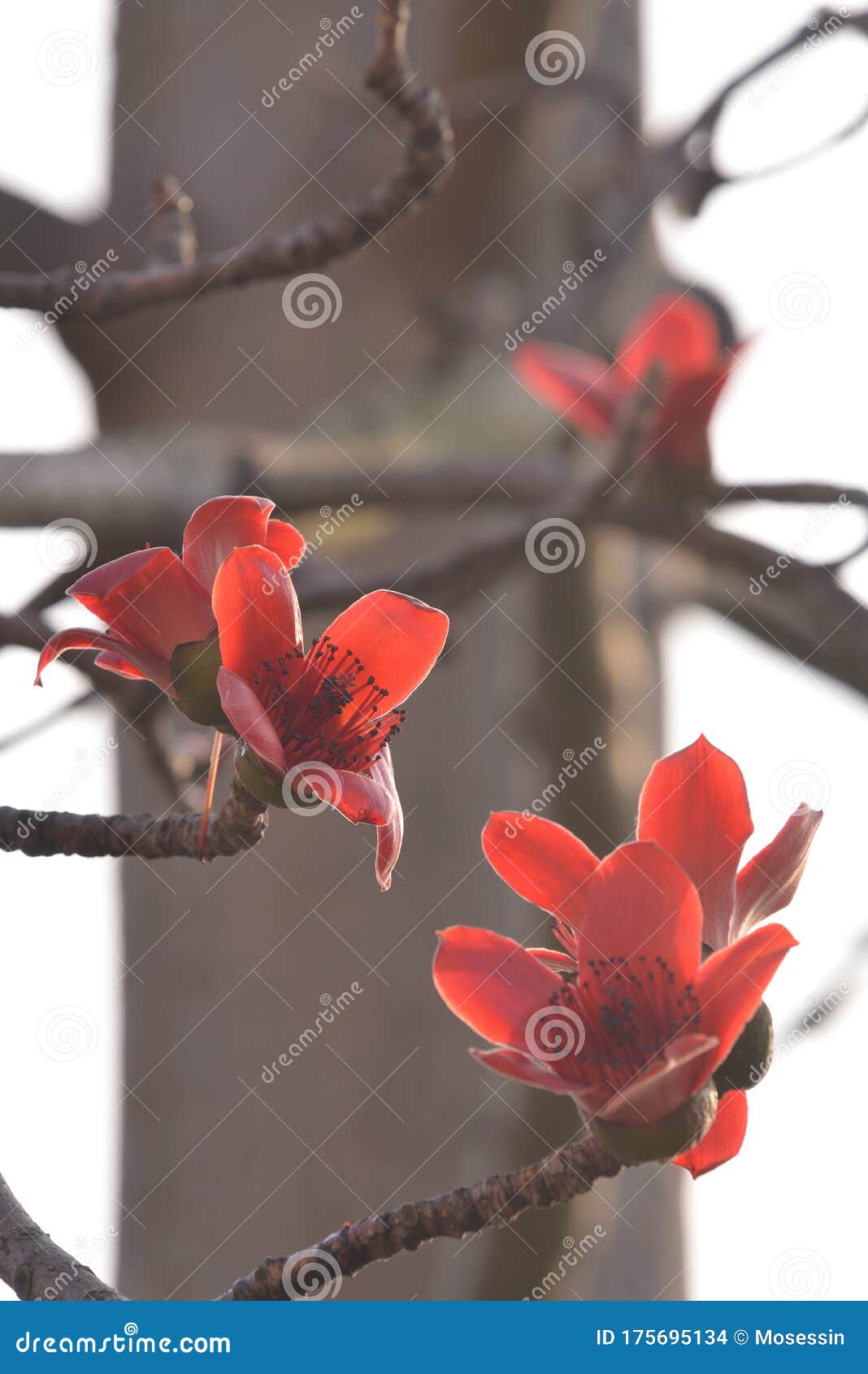 Kapok Silk Cotton Tree Flower Stock Photo - Image of leaves, mini ...