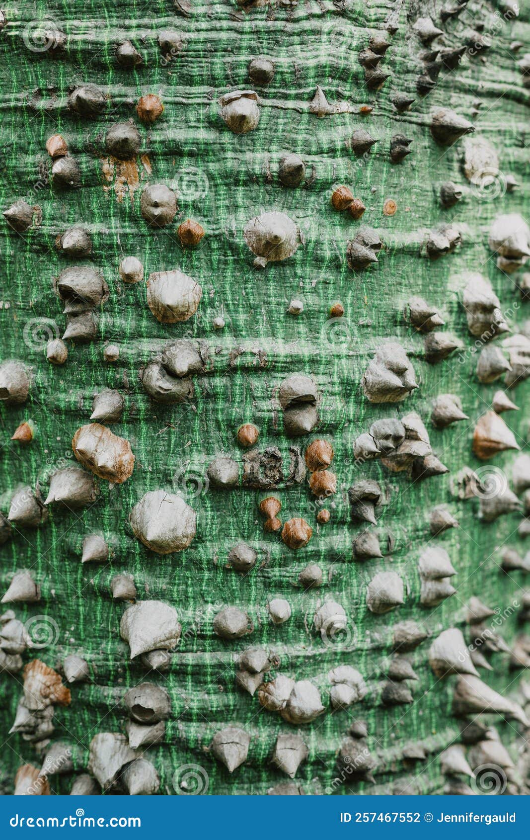 Kapok Tree Bark Texture - Ceiba Pentandra Stock Photo - Image of detail ...
