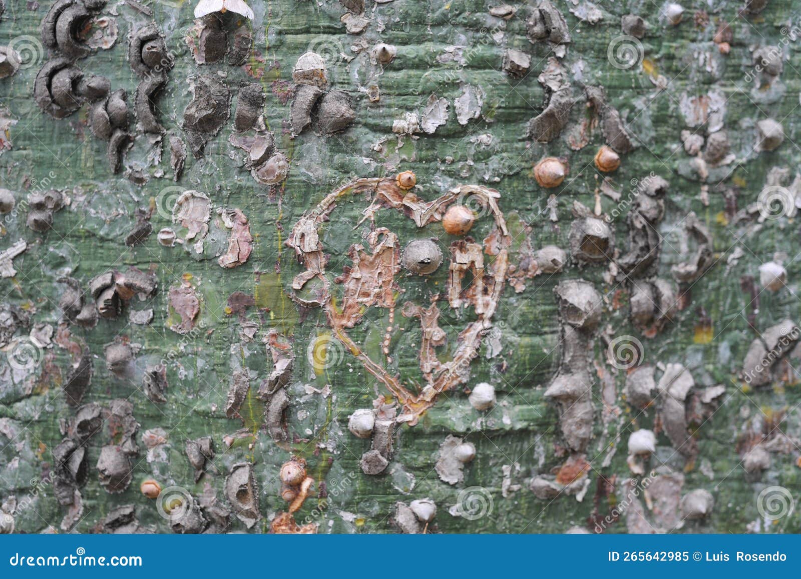 Kapok Tree Bark Texture - Ceiba Pentandra Stock Image - Image of ...