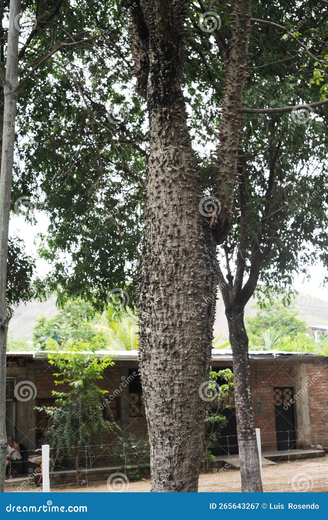 Kapok Tree Bark Texture - Ceiba Pentandra Stock Image - Image of ...